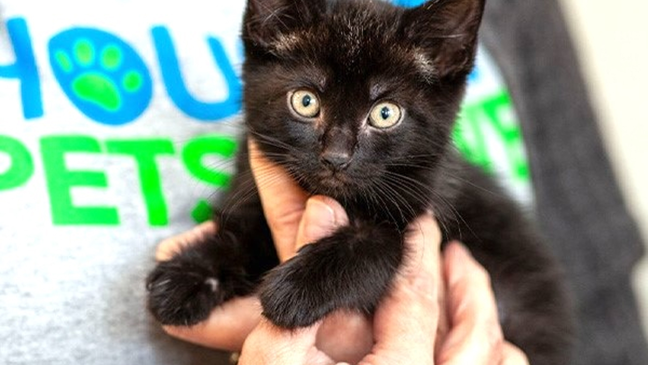We’re Partnering with Houston Pets Alive — and You Can Help!