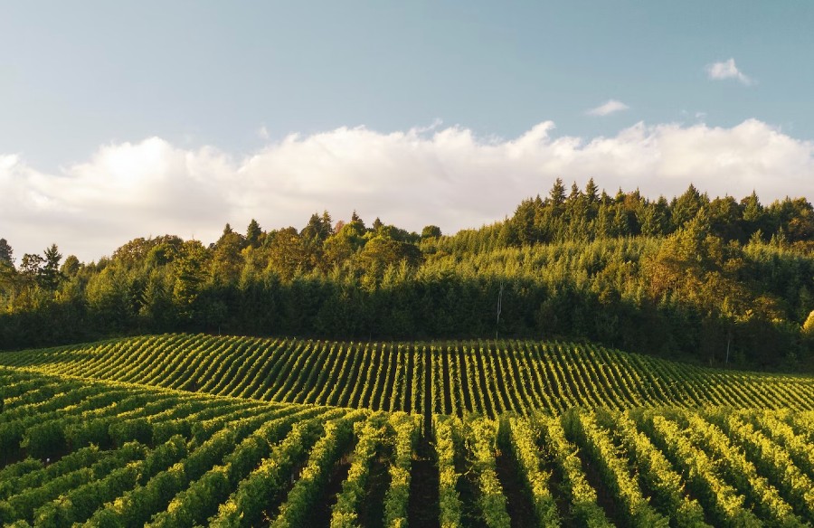 The agricultural prominence of Fresno